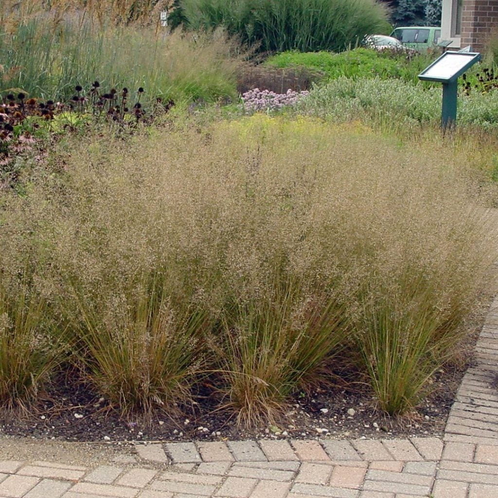 Dwarf Prairie Dropseed (Sporobolus heterolepis 'Tara') | Sanctuary ...