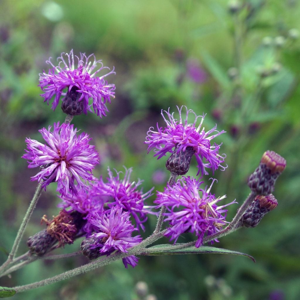 Common Ironweed (Vernonia fasciculata) | Sanctuary Native Nursery