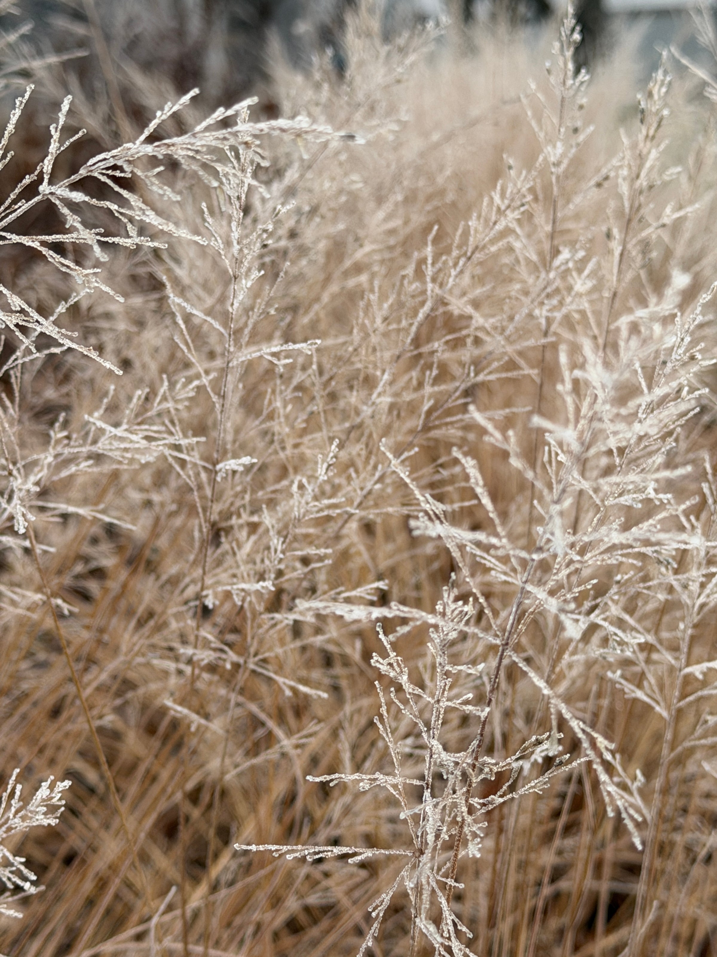 Dwarf Prairie Dropseed (Sporobolus heterolepis 'Tara') | Sanctuary ...
